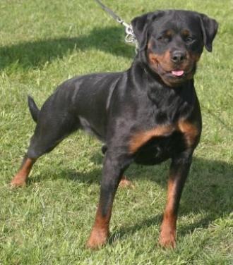 ADRK Rottweilerzwinger Auenwolf - B-Wurf